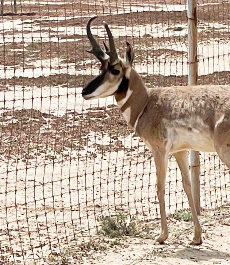 Baja California Pronghorn, Mexico | BaldHiker