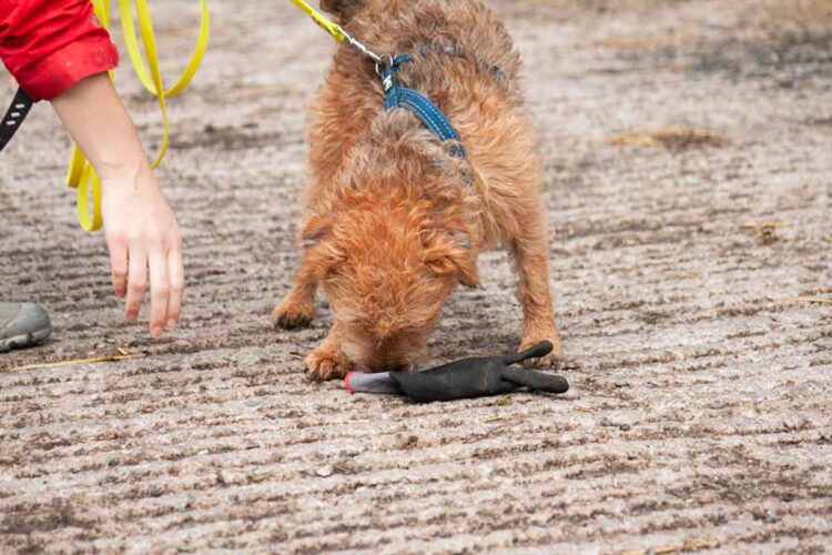 Mantrailing - A Fun Activity For You and Your Dog | BaldHiker