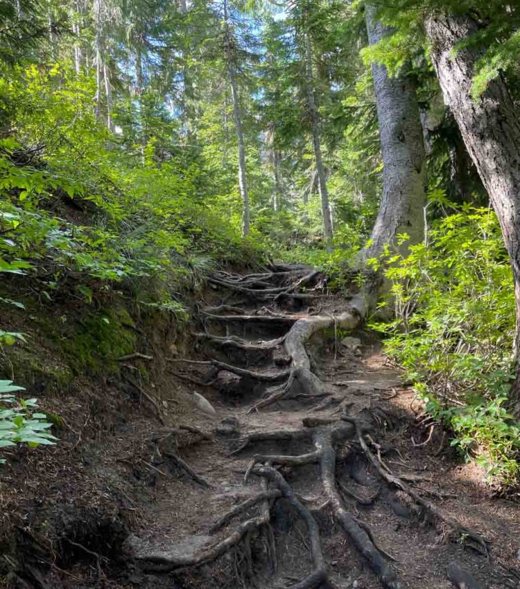Bench and Snow Lake Trail On Mount Rainer, Washington | BaldHiker