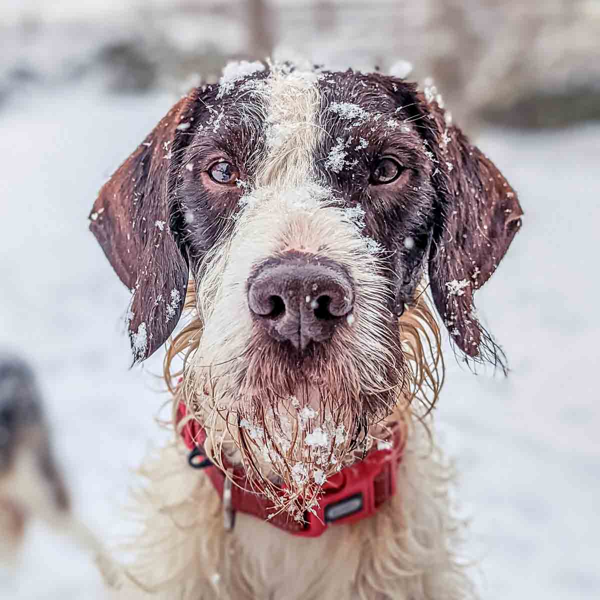 Living With A German Wirehaired Pointer | BaldHiker