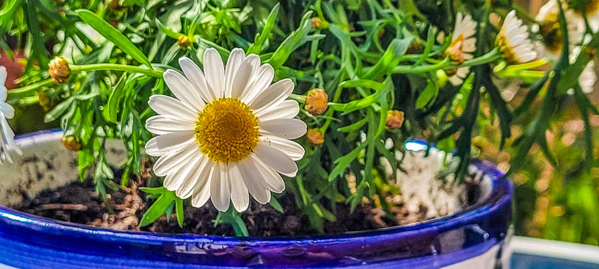 The Pretty and Everlasting Daisy Flower | BaldHiker
