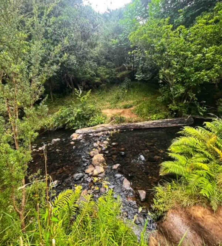 Wairakau Stream Track: Whangaroa, Northland, New Zealand | BaldHiker