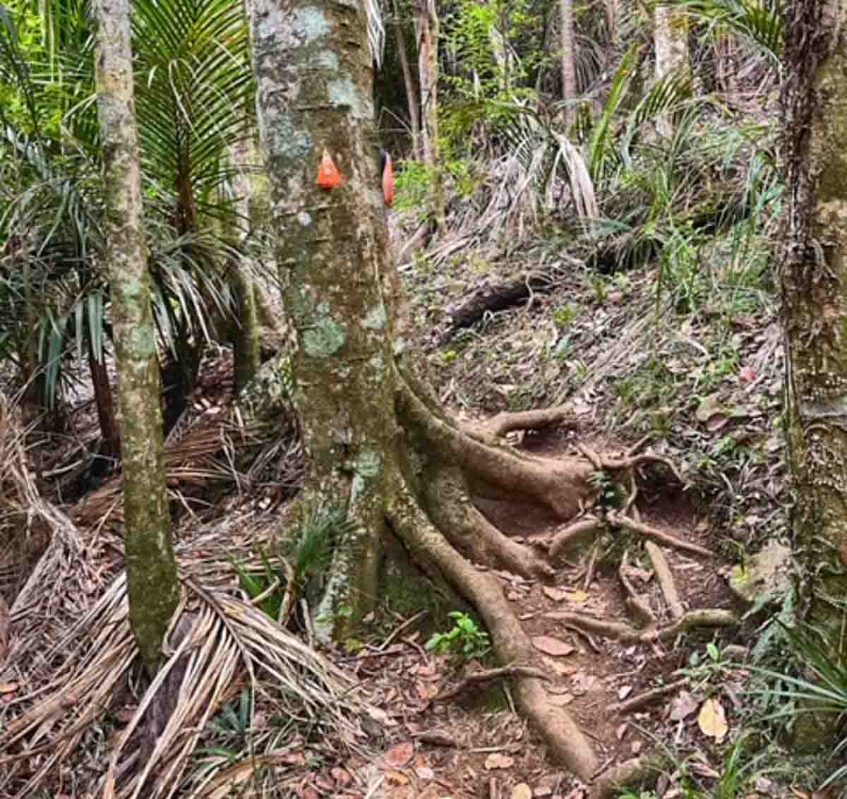 Wairakau Stream Track: Whangaroa, Northland, New Zealand | BaldHiker