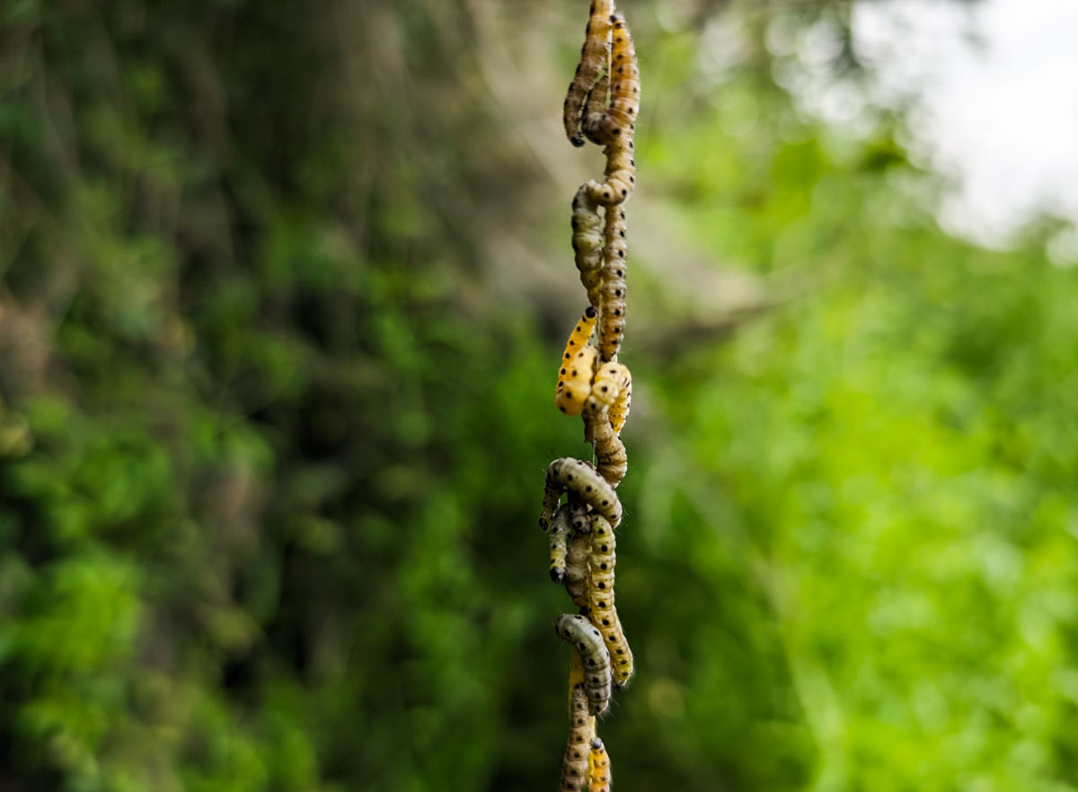 Ermine Moth Caterpillars: An Insight into Their Life Cycle and ...