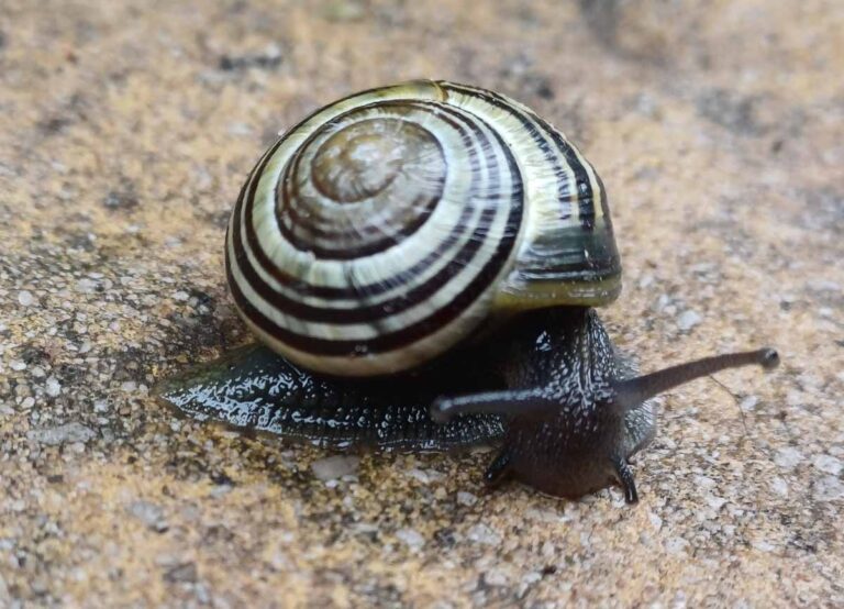 Facts and Interesting Features of UK Garden Snails | BaldHiker