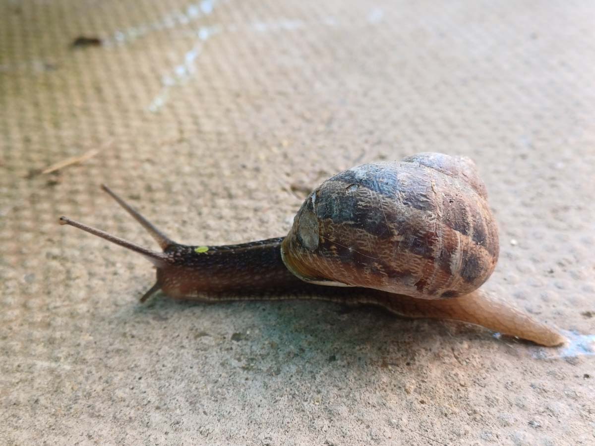 Facts and Interesting Features of UK Garden Snails | BaldHiker