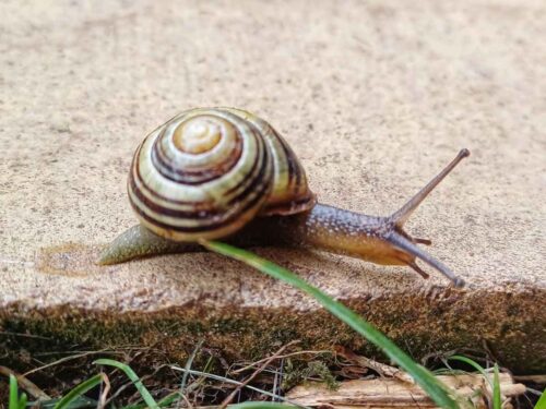Facts and Interesting Features of UK Garden Snails | BaldHiker
