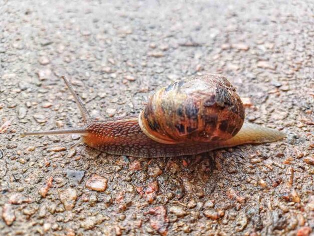 Facts and Interesting Features of UK Garden Snails | BaldHiker