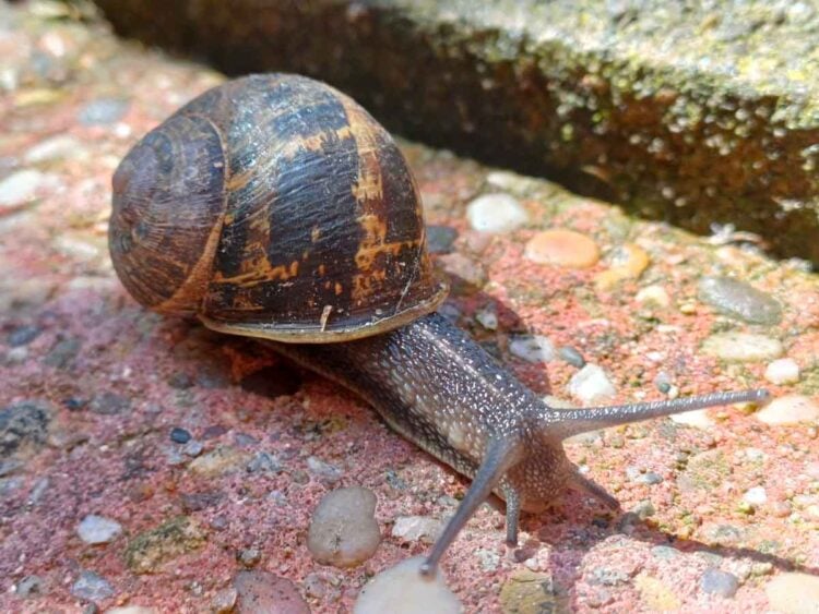Facts and Interesting Features of UK Garden Snails | BaldHiker
