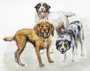 How To Draw A Dog: A Step By Step Guide | BaldHiker