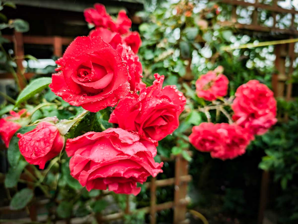 The World of Garden Roses | BaldHiker