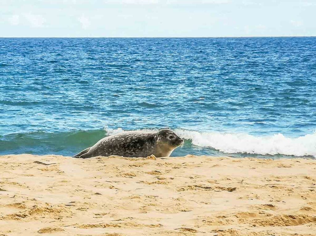 A Guide To Watching Seals at Horsey Gap, Norfolk | BaldHiker