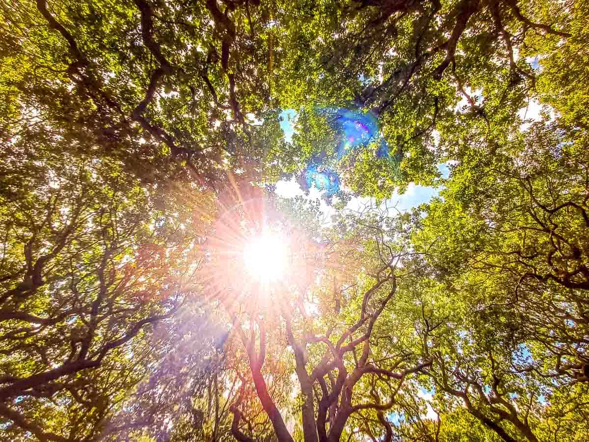 A Journey Through the Layers of Sherwood Forest | BaldHiker