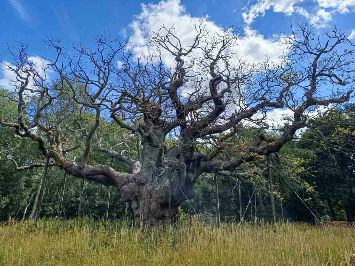 A Journey Through the Layers of Sherwood Forest | BaldHiker