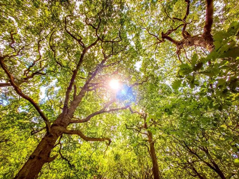 A Journey Through the Layers of Sherwood Forest | BaldHiker