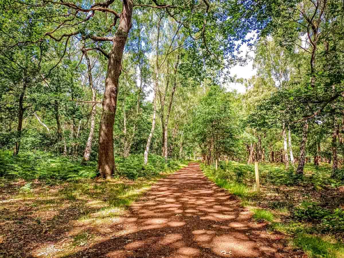 A Journey Through the Layers of Sherwood Forest | BaldHiker