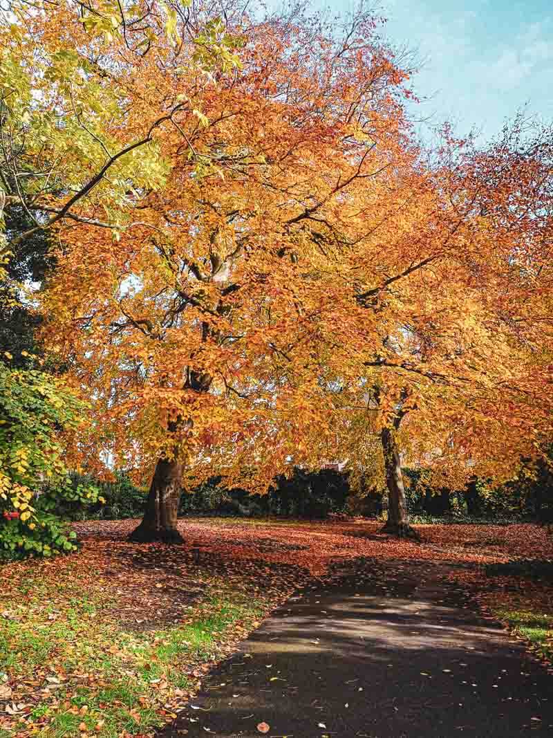 A Guide to Nottingham Arboretum: An Autumn Walk | BaldHiker