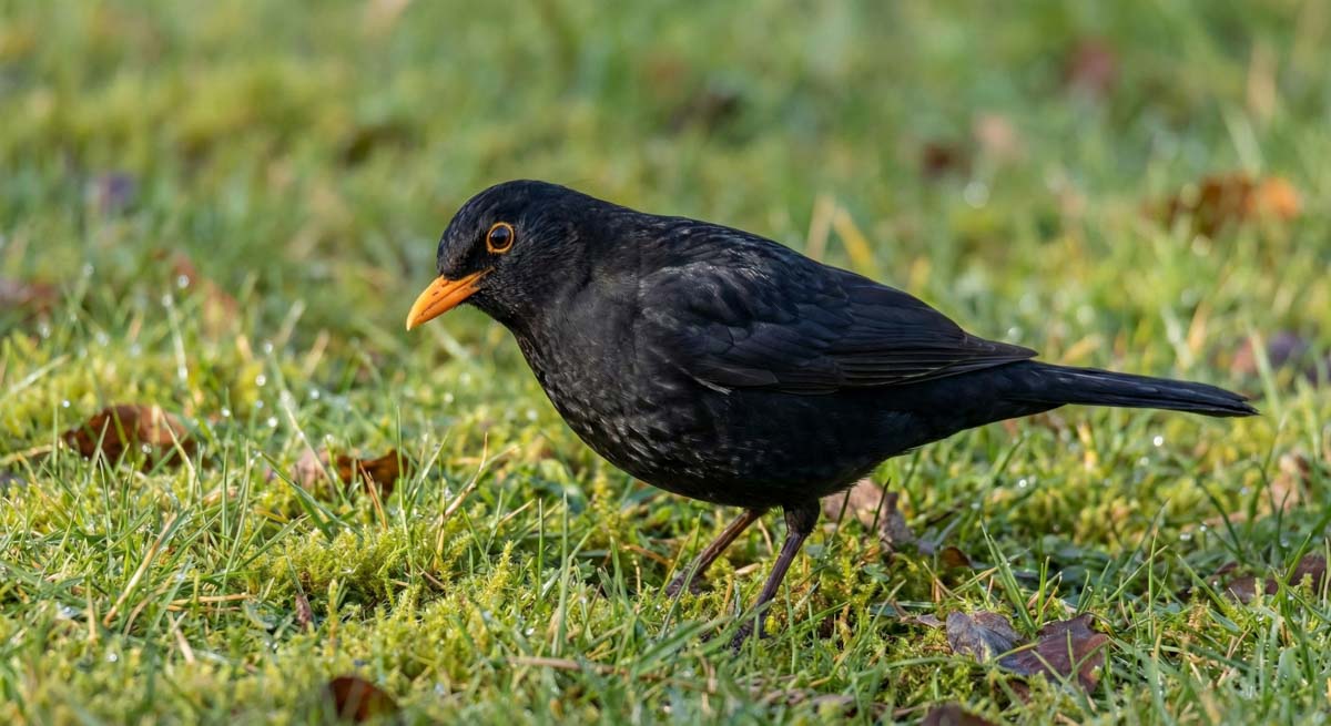 The Blackbird: Why the 'Common' Thrush is the Beethoven of the Garden ...
