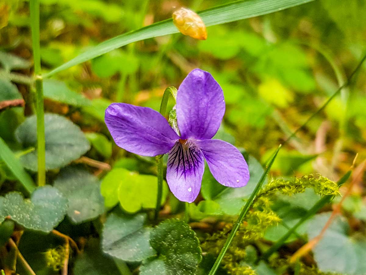 Common Dog Violet: The Unsung Hero of the Forest Floor | BaldHiker