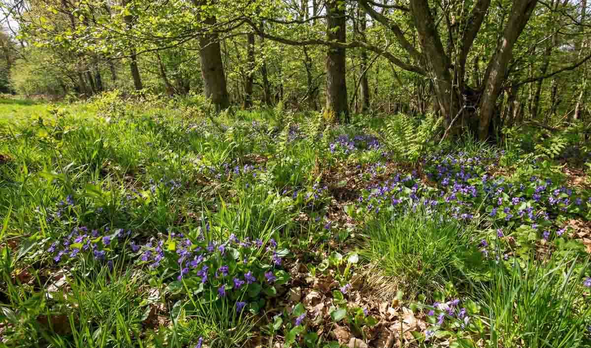 Common Dog Violet: The Unsung Hero of the Forest Floor | BaldHiker