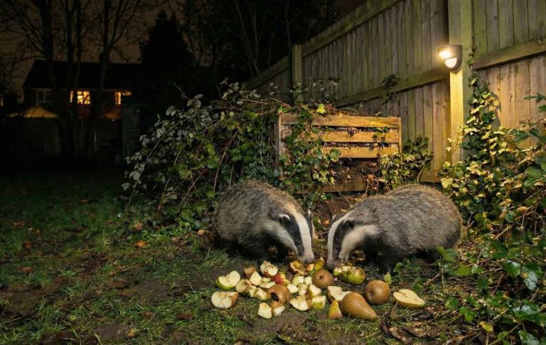 How to Feed Foxes and Badgers in the UK: A Safe Guide | BaldHiker