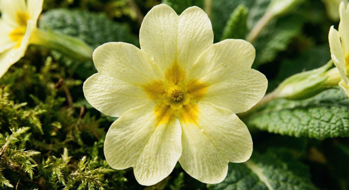 Primrose: The First Rose of Spring | BaldHiker