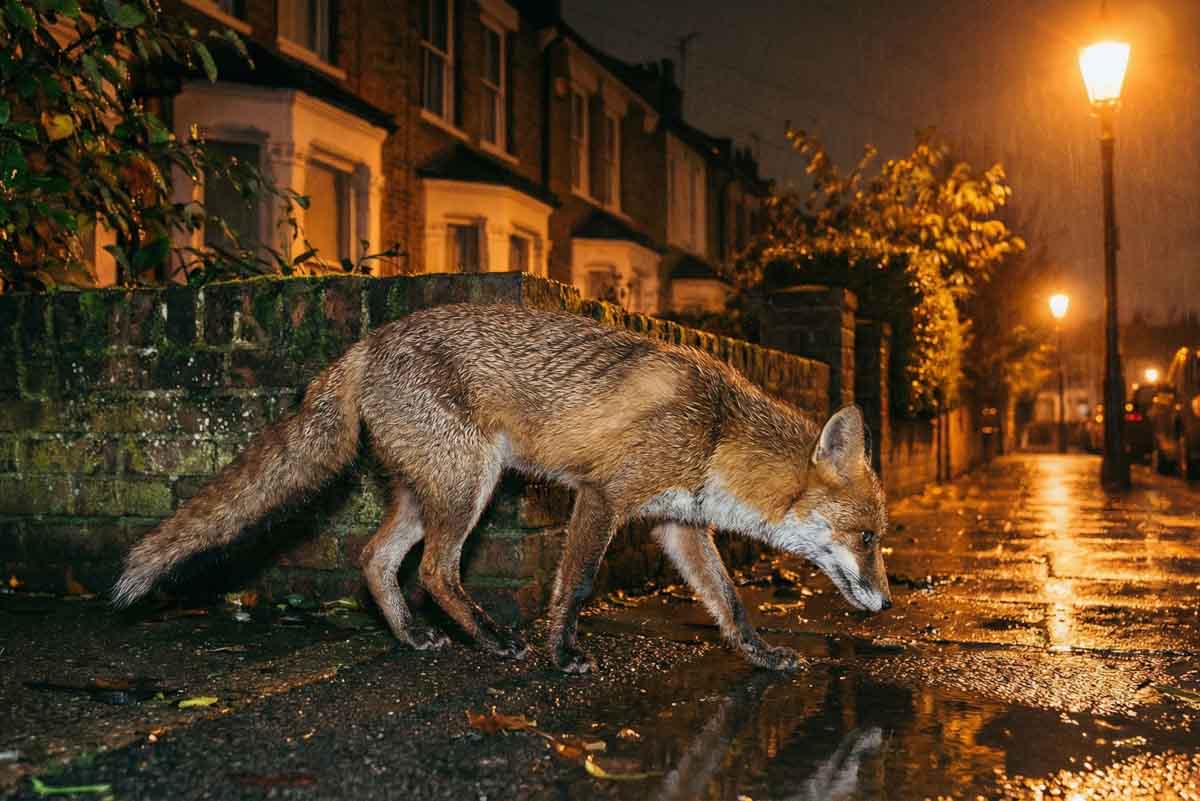 Why Do Foxes Scream? Decoding the Spooky Sounds of January Nights ...