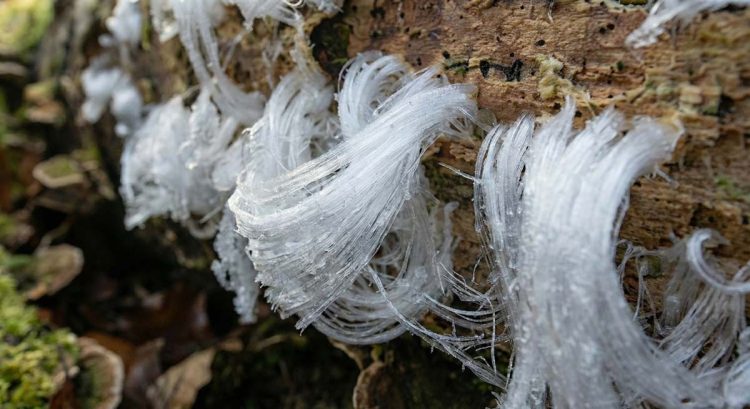 The Magic of Hair Ice: What Is It and How to Find It? | BaldHiker