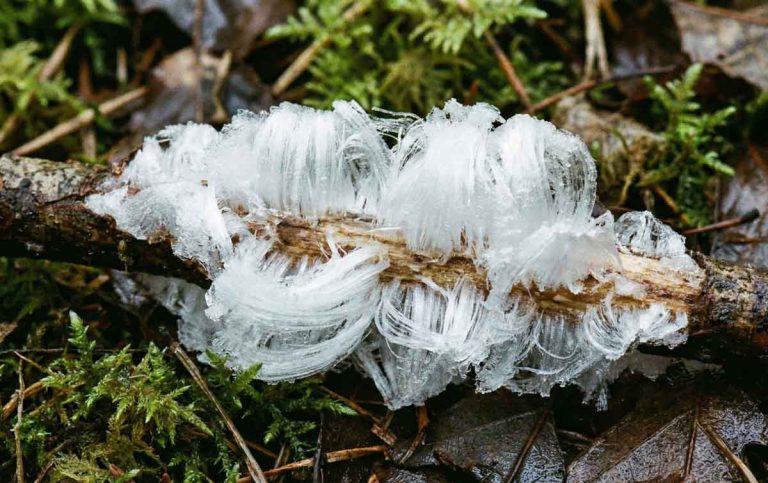 The Magic of Hair Ice: What Is It and How to Find It? | BaldHiker