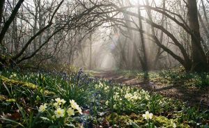 The Ultimate Guide to UK Spring Wildflowers: Identification, Folklore ...