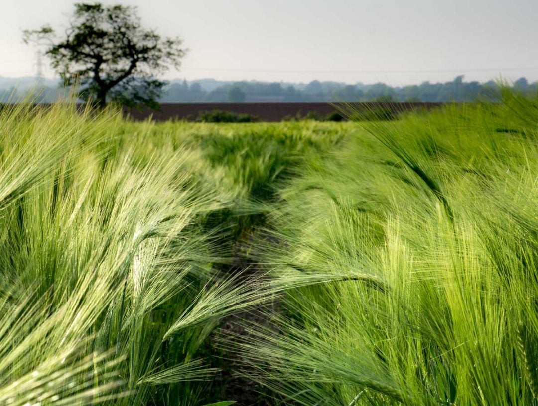 The Many Glories of Barley | BaldHiker