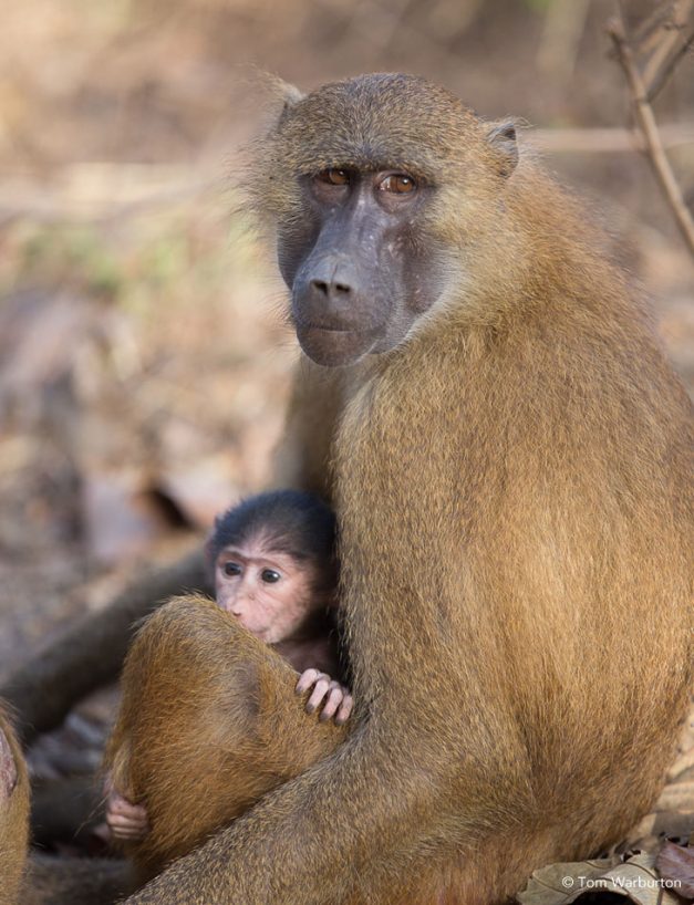 A Guide to Wildlife in Makasutu Forest, Gambia (Birds & Baboons ...