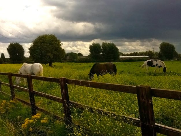 A Walk Through Hackney Marshes | BaldHiker