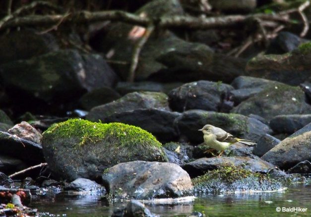 Grey Wagtail: A Complete Guide to Identification, Calls & UK Sightings ...