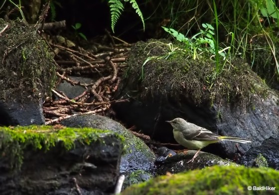 Grey Wagtail: A Complete Guide to Identification, Calls & UK Sightings ...