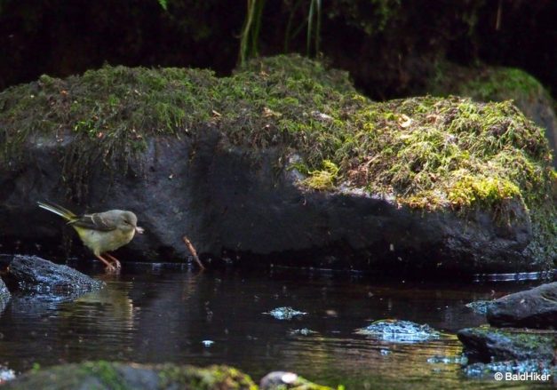 Grey Wagtail: A Complete Guide to Identification, Calls & UK Sightings ...