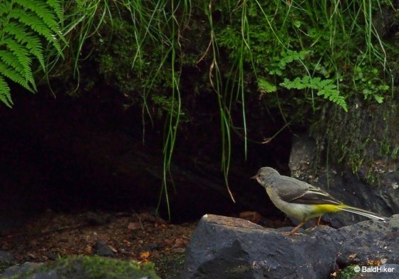 Grey Wagtail: A Complete Guide to Identification, Calls & UK Sightings ...