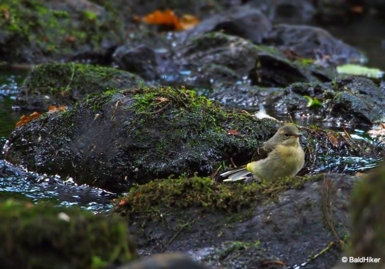 Grey Wagtail: A Complete Guide to Identification, Calls & UK Sightings ...