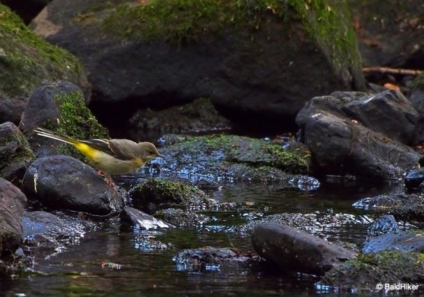 Grey Wagtail: A Complete Guide to Identification, Calls & UK Sightings ...