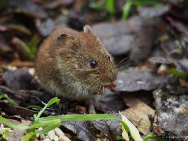 The Bank Vole at The Bottom of The Garden | BaldHiker