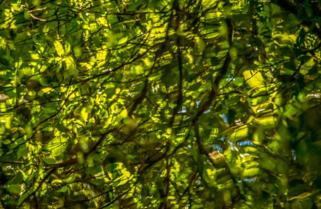 Pukaha Mount Bruce: National Wildlife Centre, New Zealand | BaldHiker