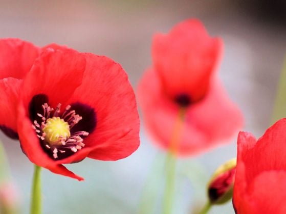 The Symbolism of the Poppy: From Peace to Remembrance | BaldHiker