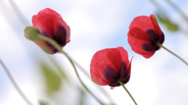 The Symbolism of the Poppy: From Peace to Remembrance | BaldHiker