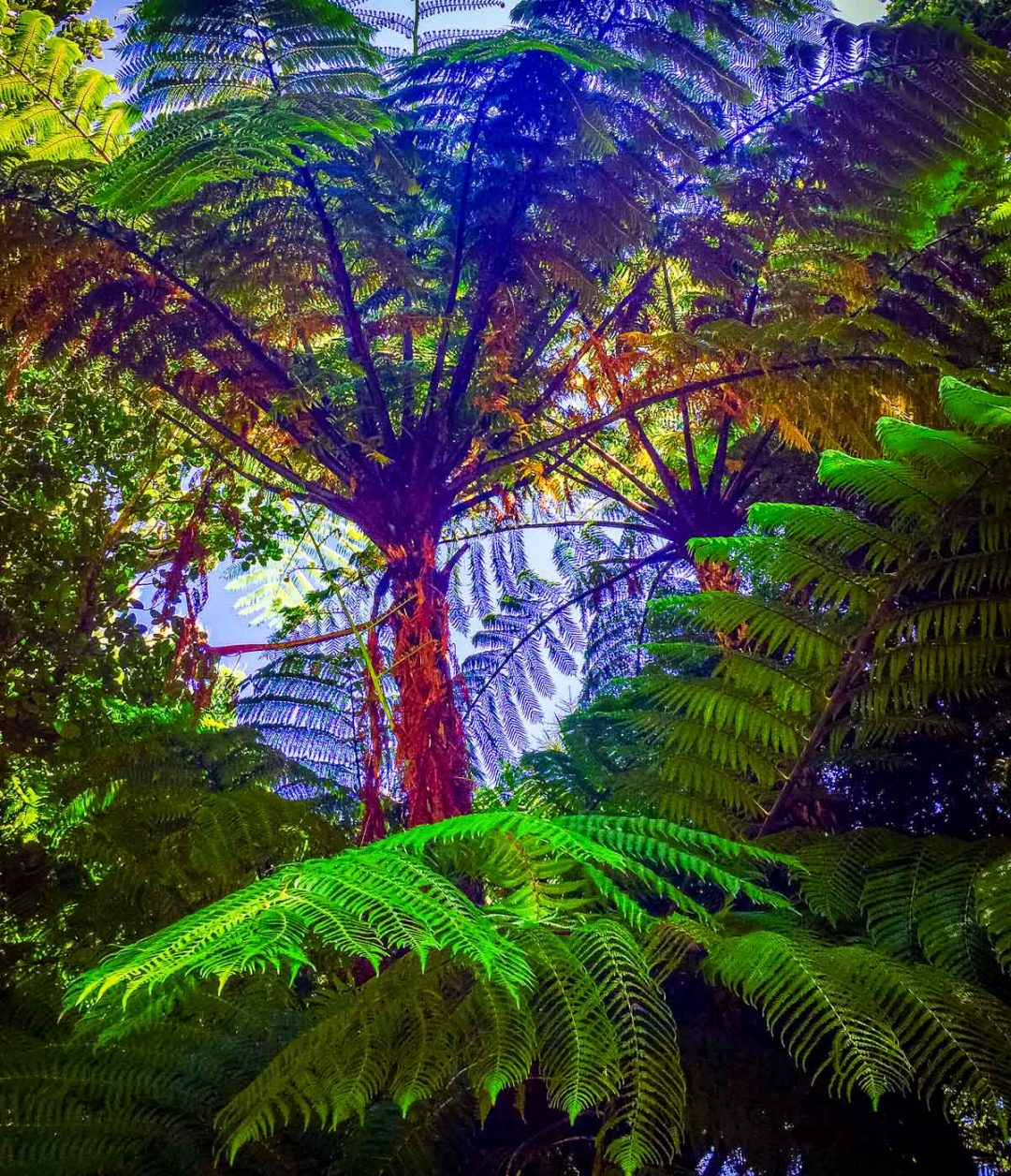 Pukaha Mount Bruce: National Wildlife Centre, New Zealand | BaldHiker