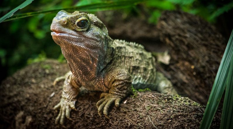 Pukaha Mount Bruce: National Wildlife Centre, New Zealand | BaldHiker