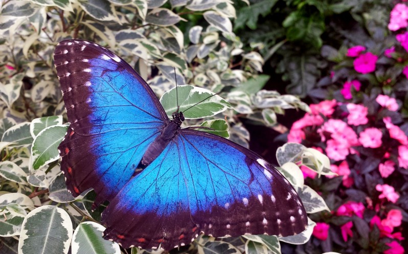 Walking with Butterflies | BaldHiker