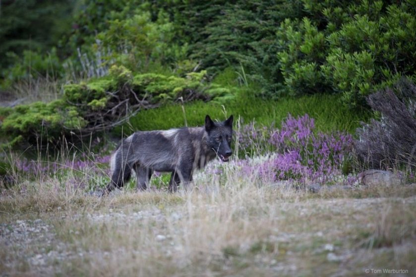The Wolf: A Brief Encounter, Vancouver Island | BaldHiker