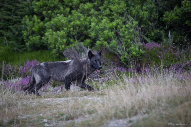 The Wolf: A Brief Encounter, Vancouver Island | BaldHiker