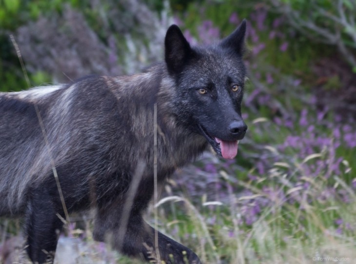 The Wolf: A Brief Encounter, Vancouver Island | BaldHiker