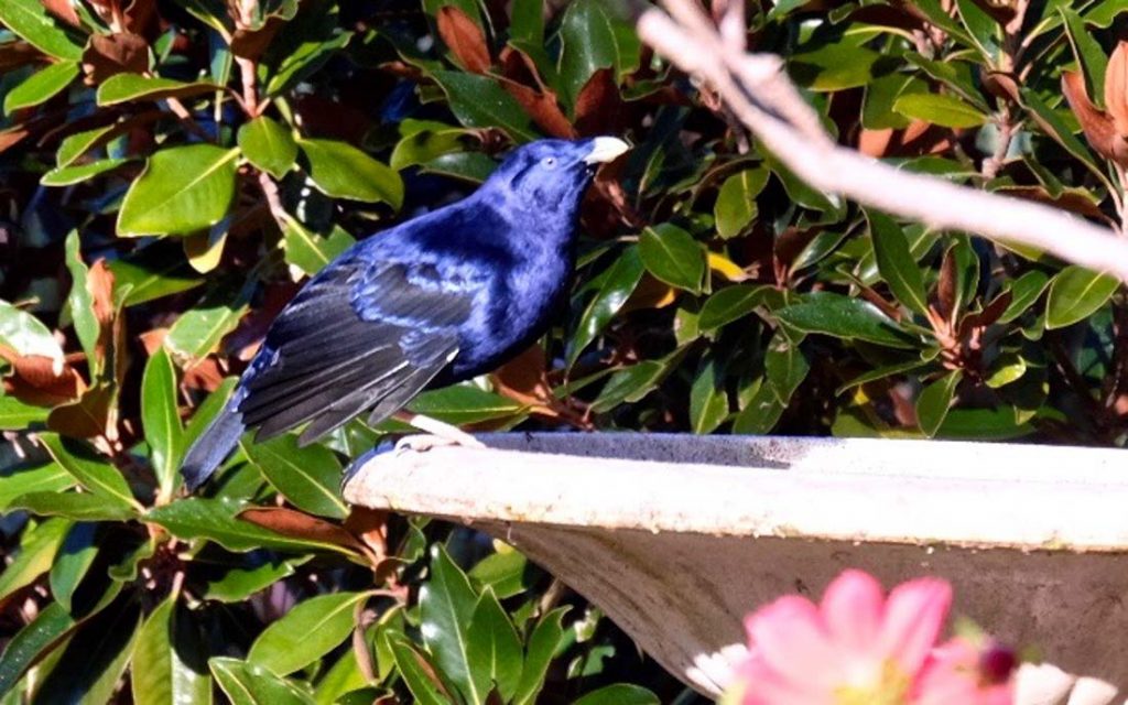 Secrets Of The Blue Satin Bowerbird | BaldHiker